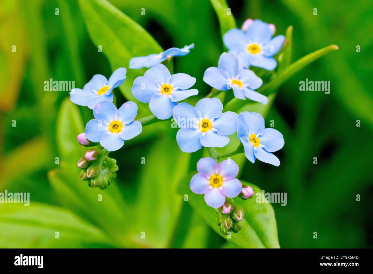 Water Forget-me-not (myosotis scorpioides), close up showing the large ...