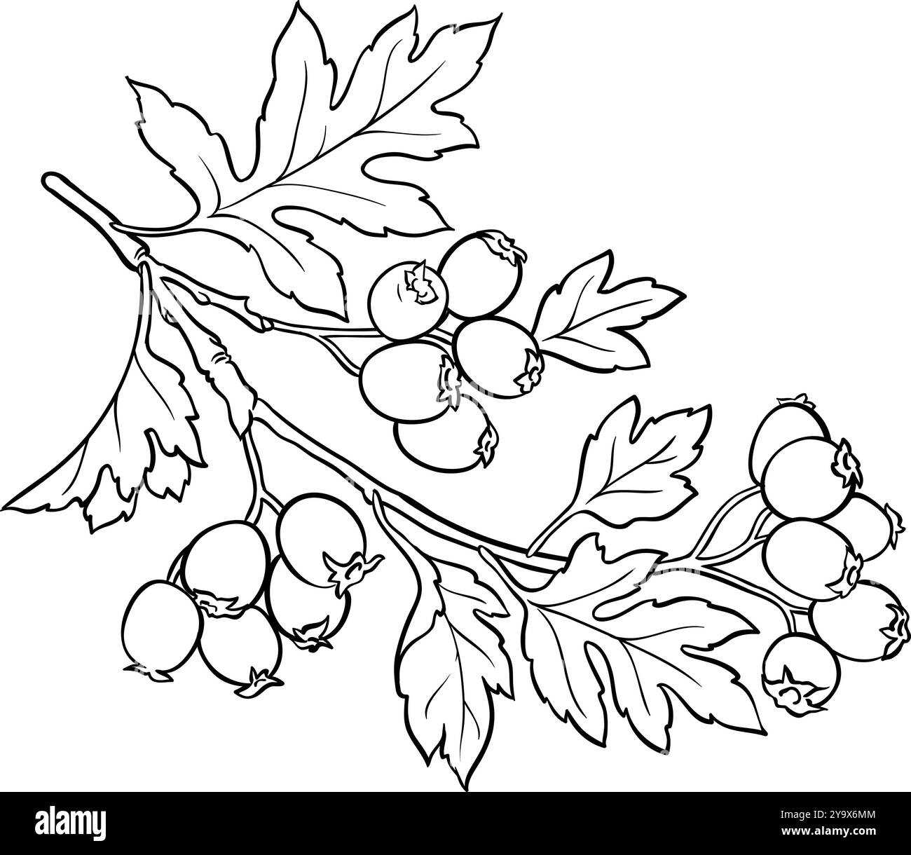 Hawthorn Branch Isolated Outline Illustration Stock Vector Image & Art ...