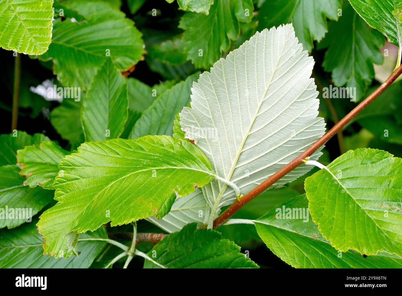 Whitebeam or White Beam (sorbus aria), close up of the underside of a ...