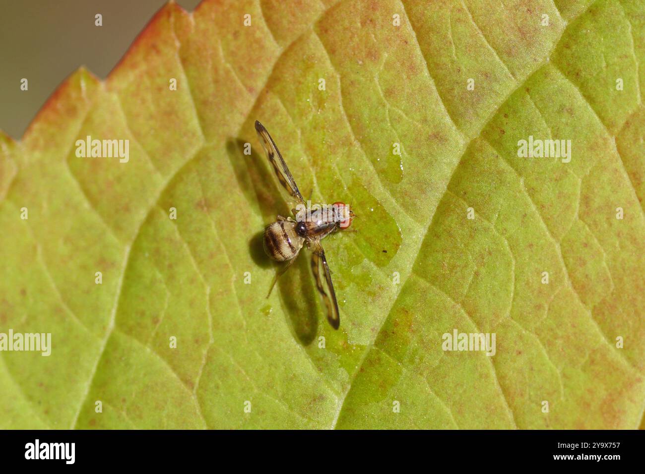 Looped Flutter Fly, Palloptera muliebris of the family Trembling-wing ...
