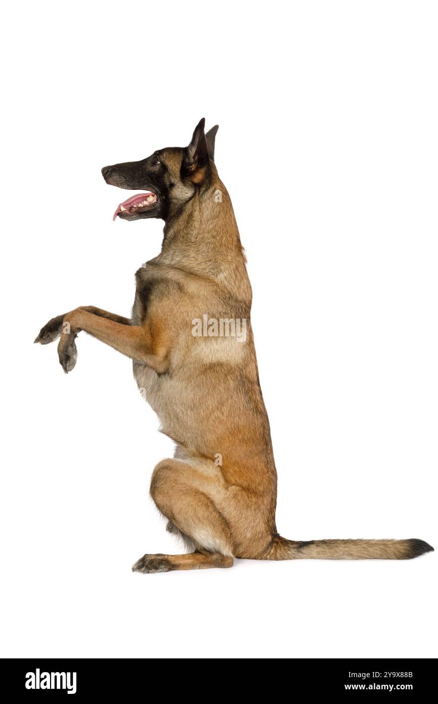 Purebred Belgian shepherd dog Malinois sitting up on its hind legs ...