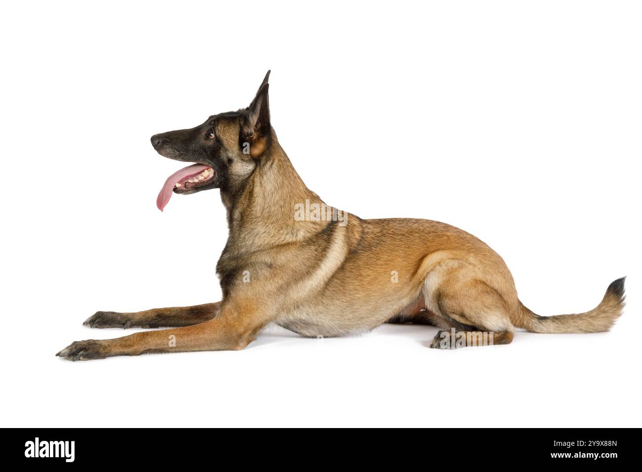 Purebred Belgian shepherd Malinois with his tongue hanging out lying on ...