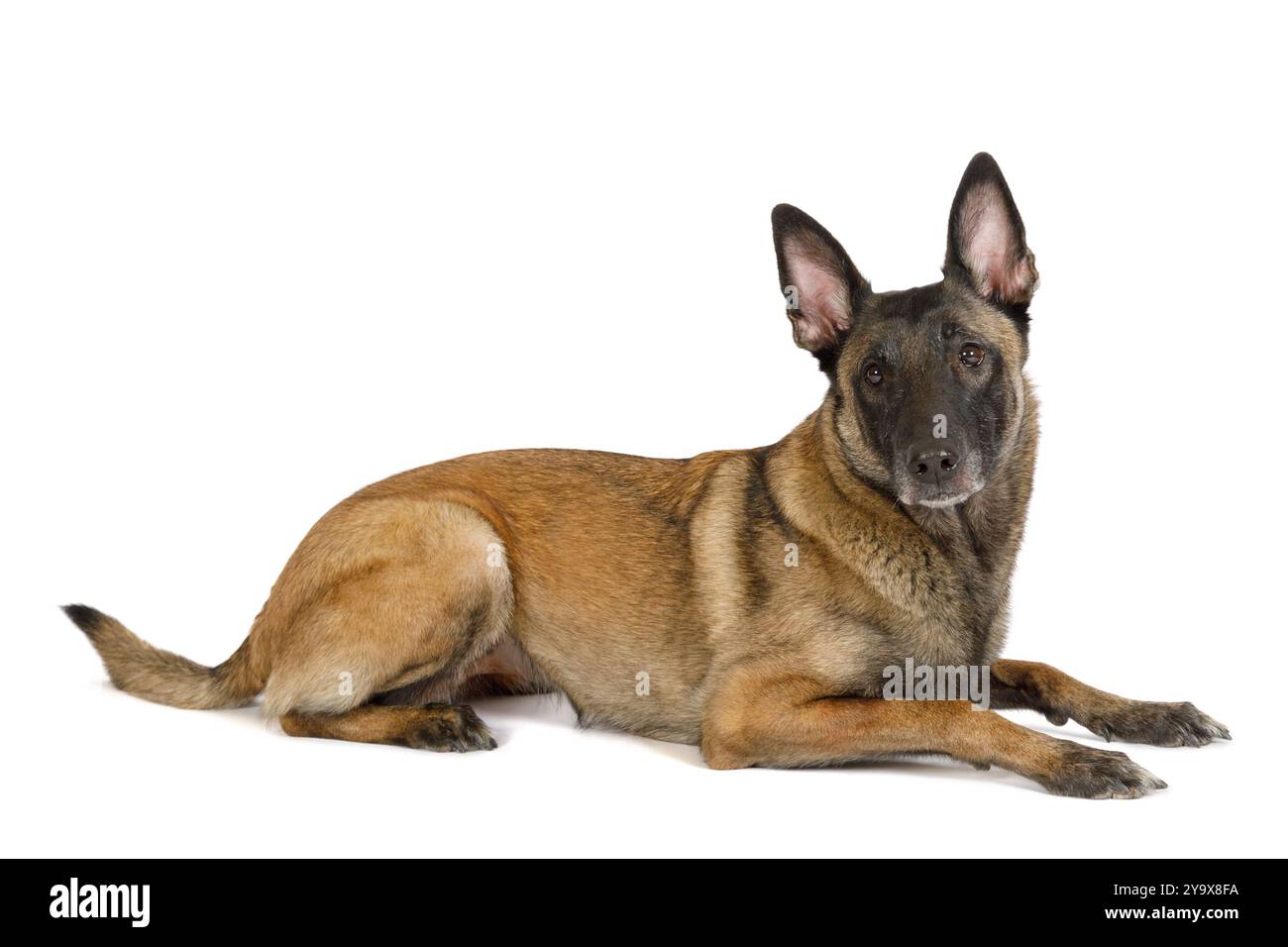 Belgian malinois shepherd Cut Out Stock Images & Pictures - Alamy