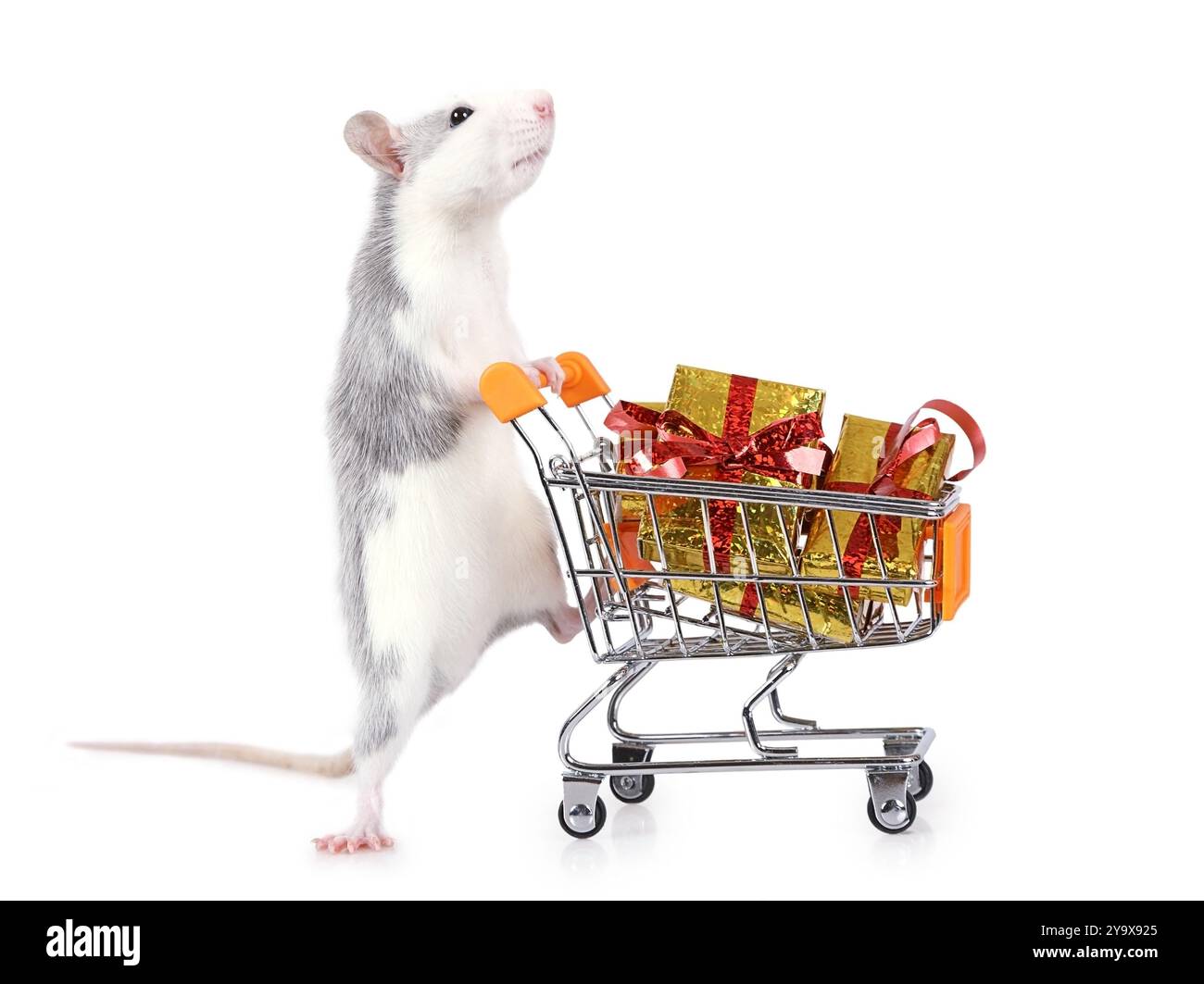 Little cute rat drives shopping cart full of gifts isolated on white ...