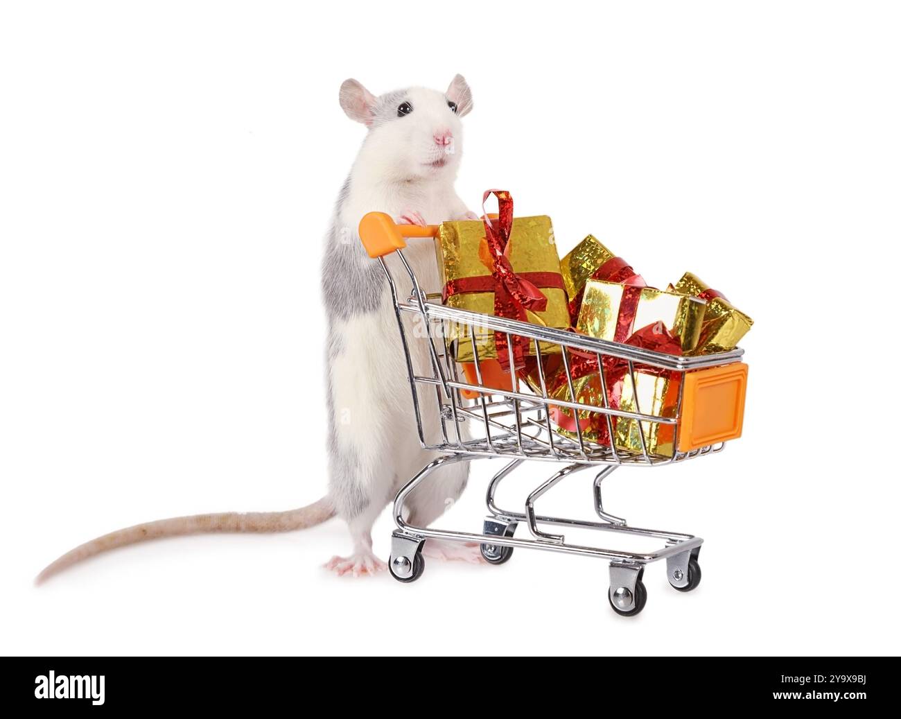 Little lovely rat drives shopping cart full of gifts isolated on white ...