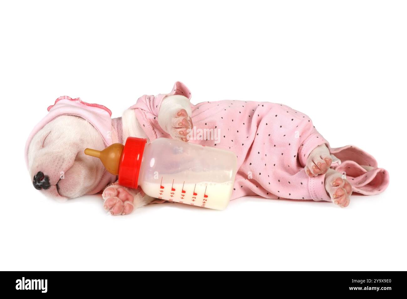 Purebred Miniature Bull Terrier puppy one month old in her pajamas ...