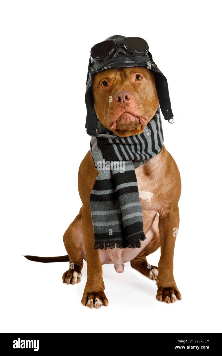 American Pit Bull Terrier dog wearing a pilot's hat and a warm scarf ...
