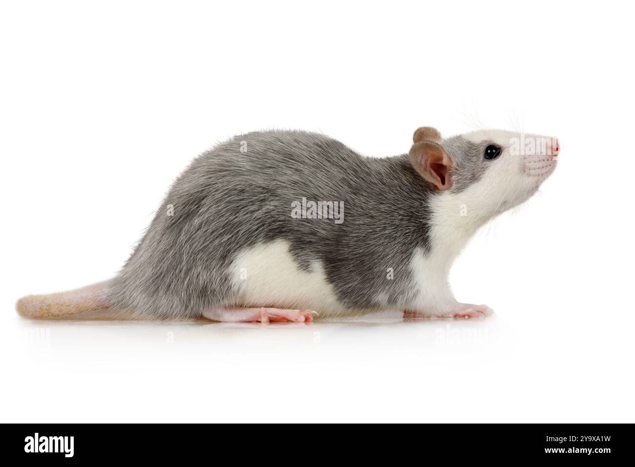 Little cute gray rat sits on a white background Stock Photo - Alamy