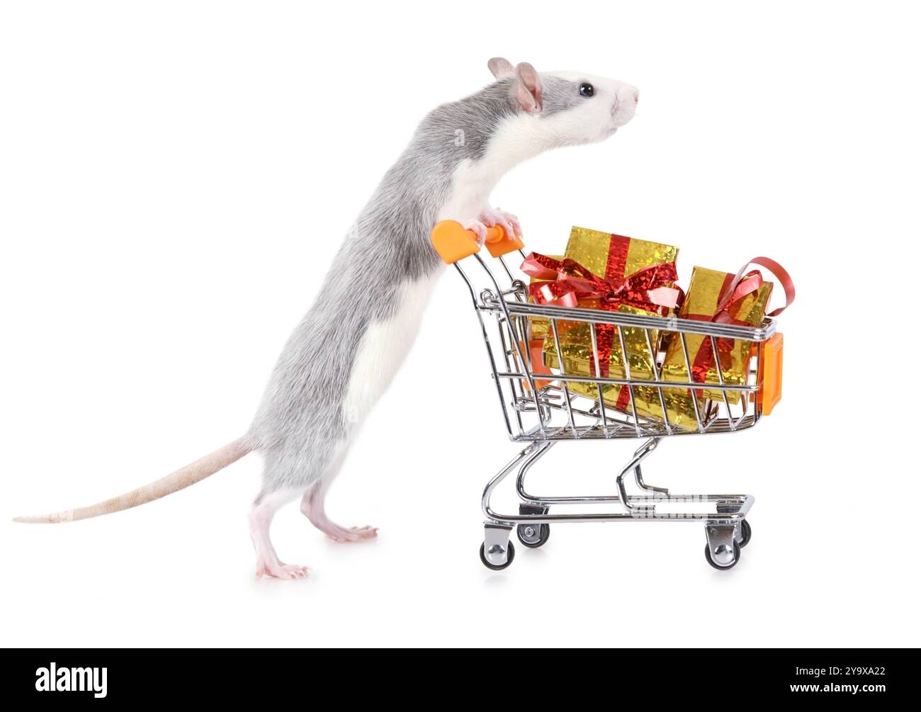 Little cute gray rat carries shopping cart full of gifts isolated on ...