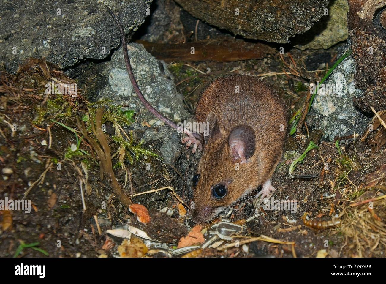 Wood Mouse, Apodemus sylvaticus, Skogsmus Stock Photo - Alamy