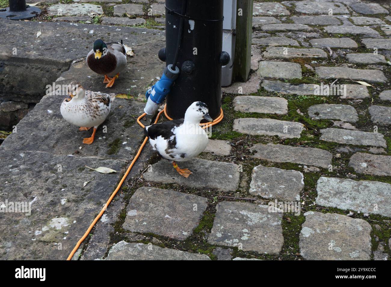 Ducks walking along the quayside at Victoria Quays Sheffield England UK ...