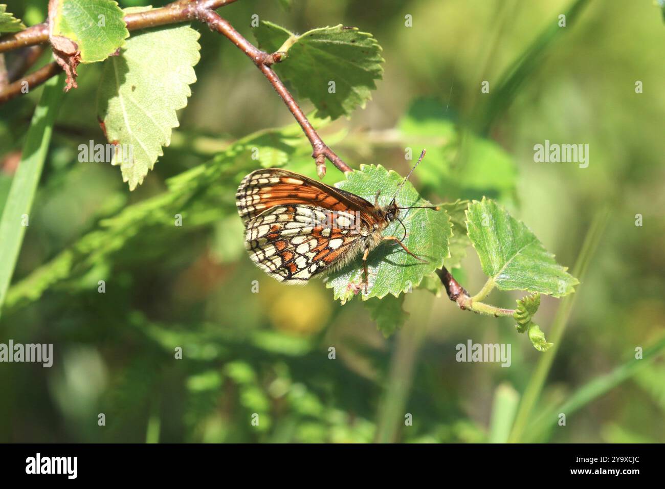 Heath Fritillary Butterfly female - Melitaea athalia Stock Photo - Alamy