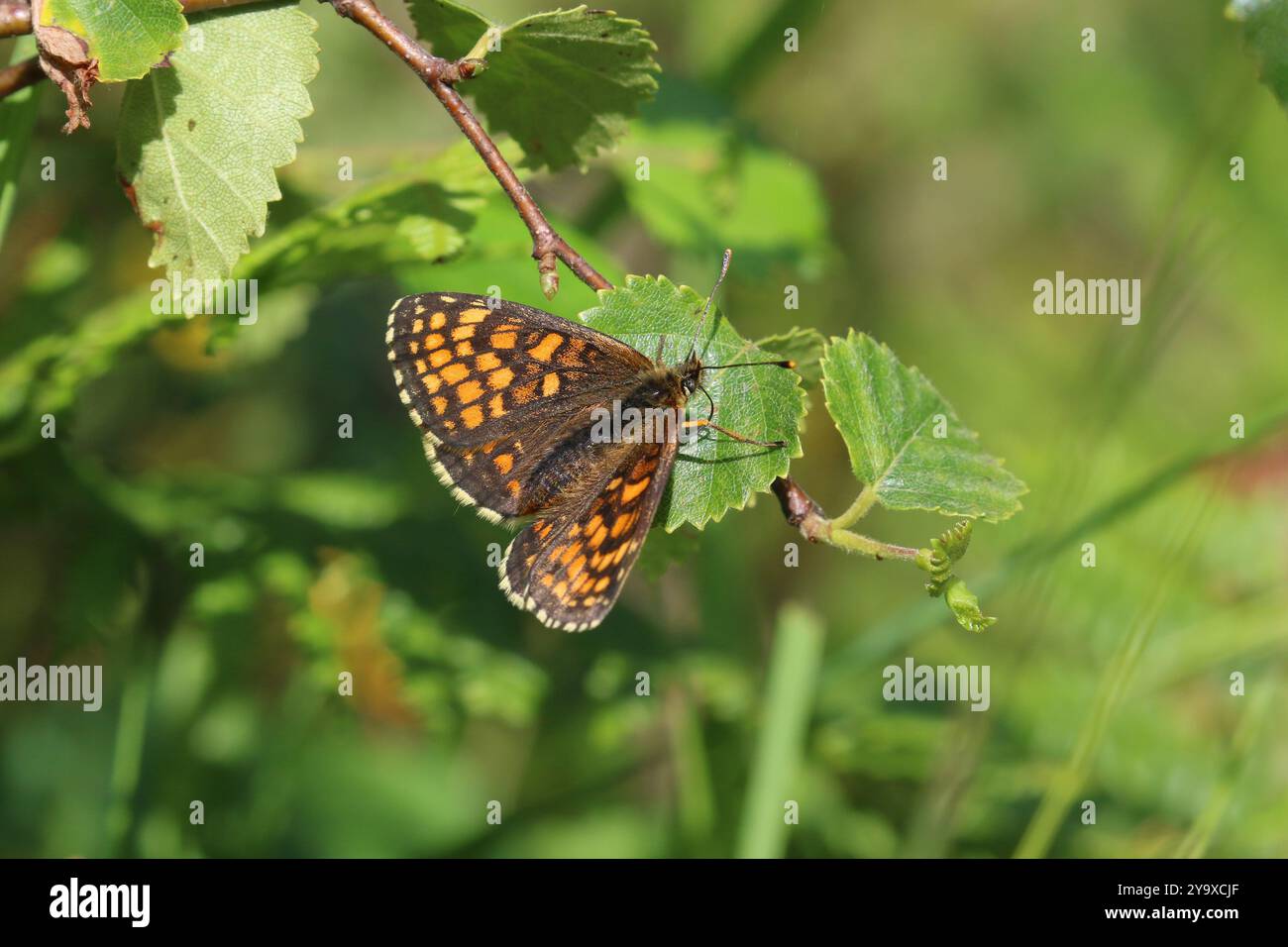 Heath Fritillary Butterfly female - Melitaea athalia Stock Photo - Alamy