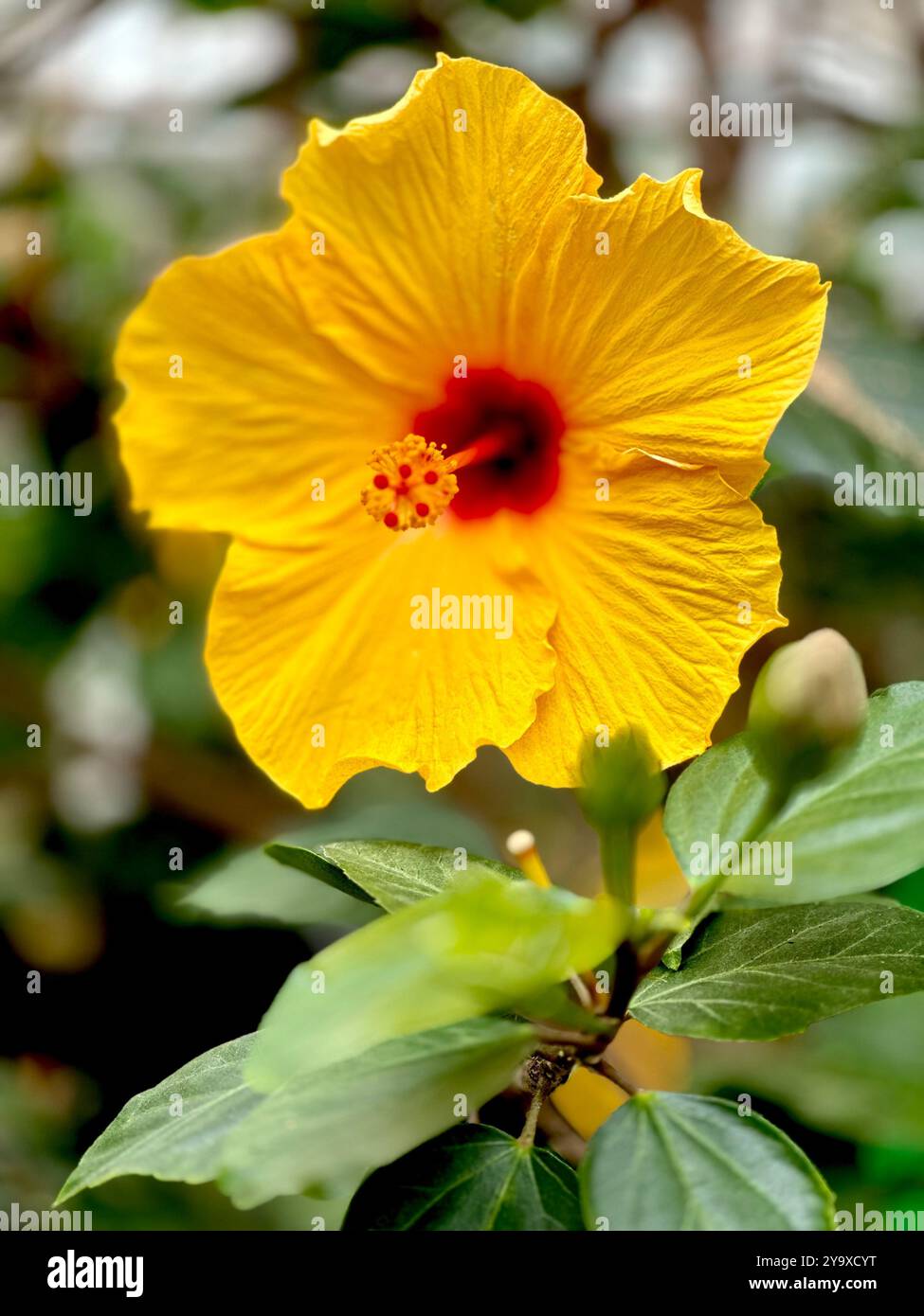 Yellow Flower in Tropical Ravine, Botanic Gardens, Belfast Stock Photo ...
