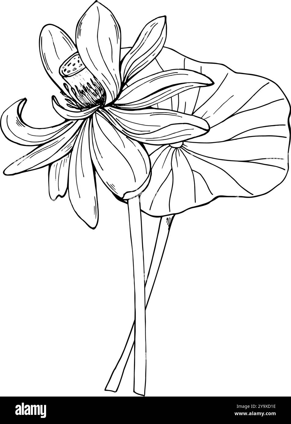 Tropical aqua plant bouquet vector illustration painted by black inks ...