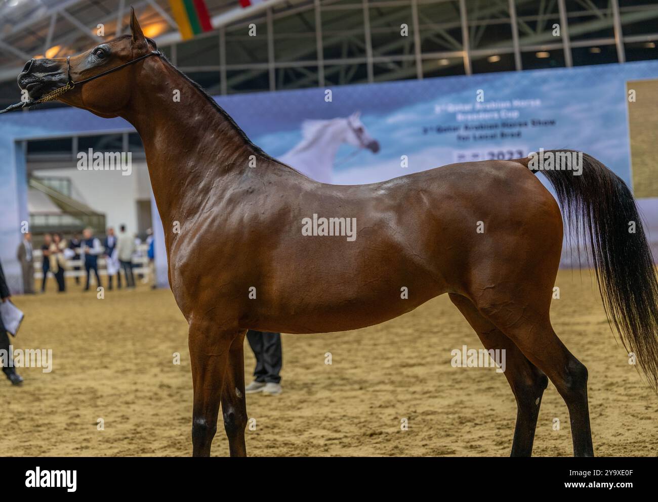 A beautiful Arabian horse in the 3rd Qatar Arabian Horse Breeders’ Cup ...