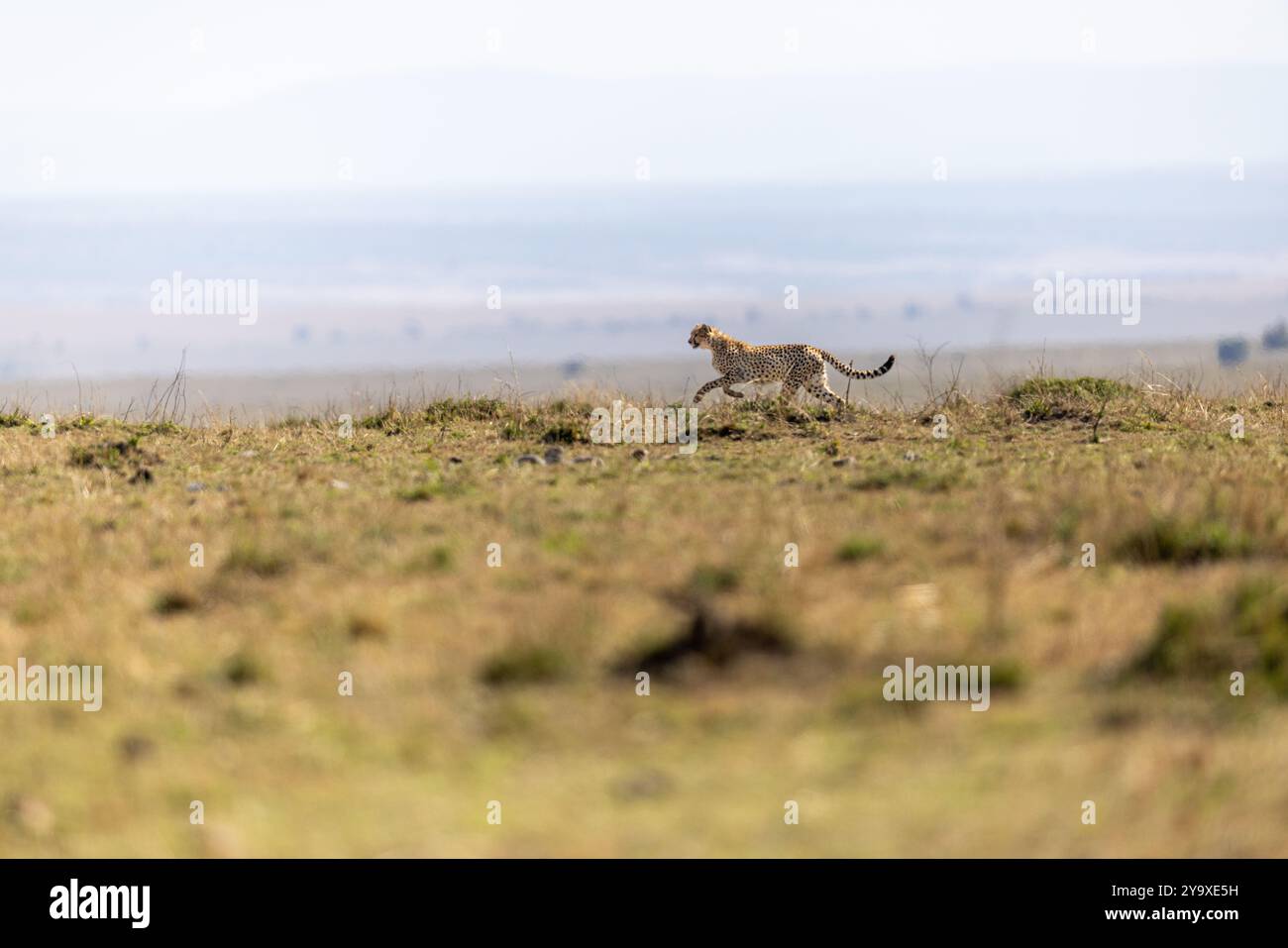 A cheetah sprints across the expansive African savannah, showcasing its ...