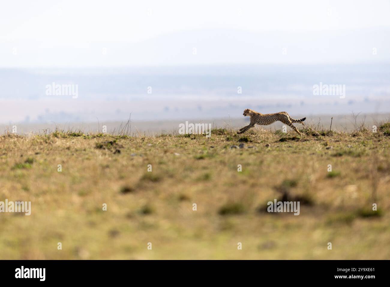 A cheetah runs swiftly across the open savanna, showcasing its speed ...