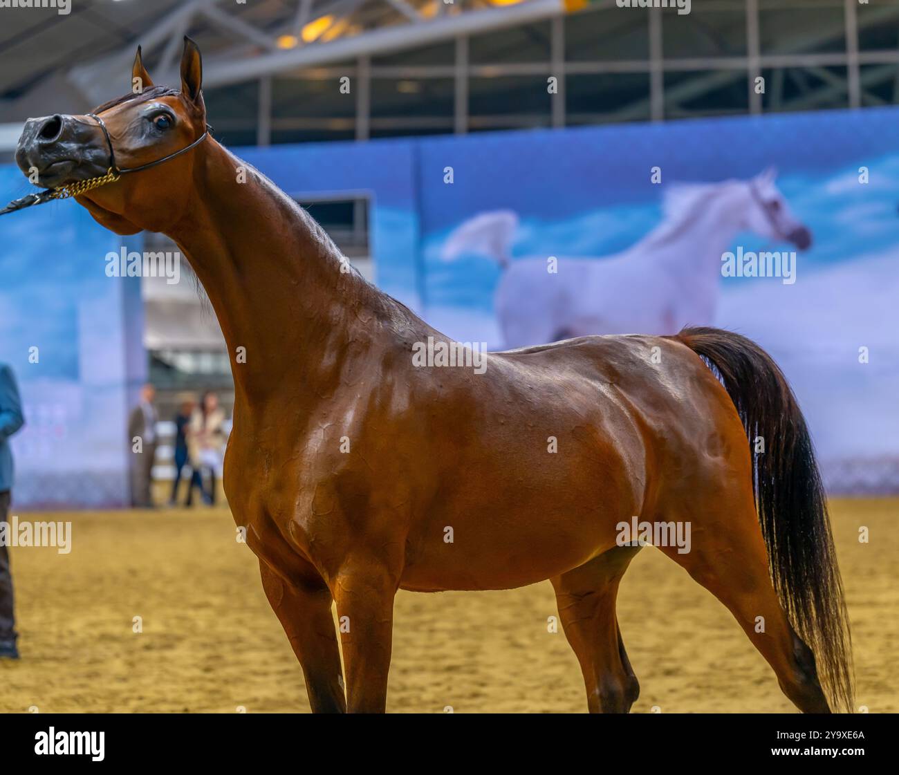A beautiful Arabian horse in the 3rd Qatar Arabian Horse Breeders’ Cup ...