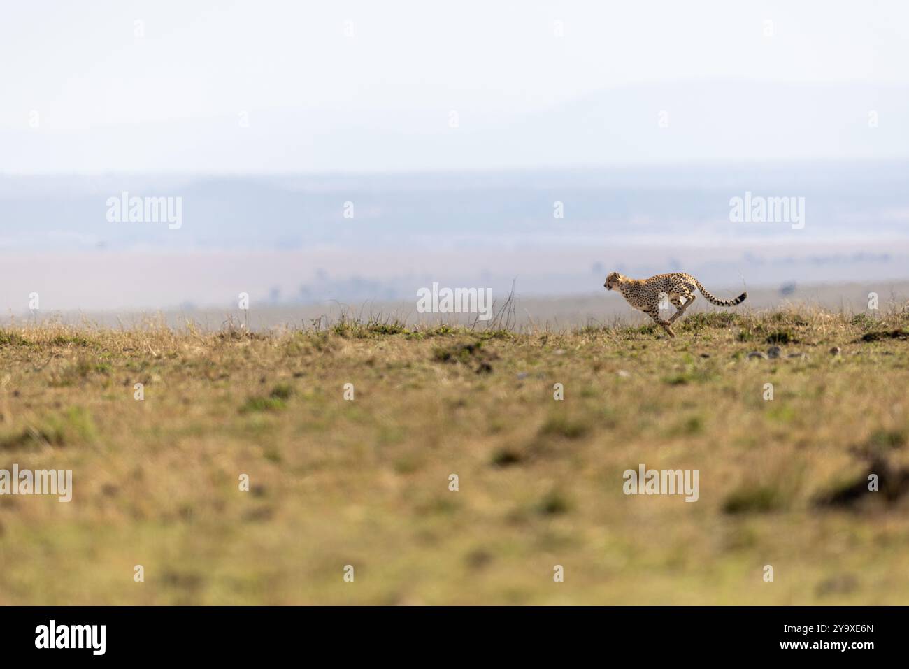 A cheetah sprints across the vast African savanna, showcasing its ...