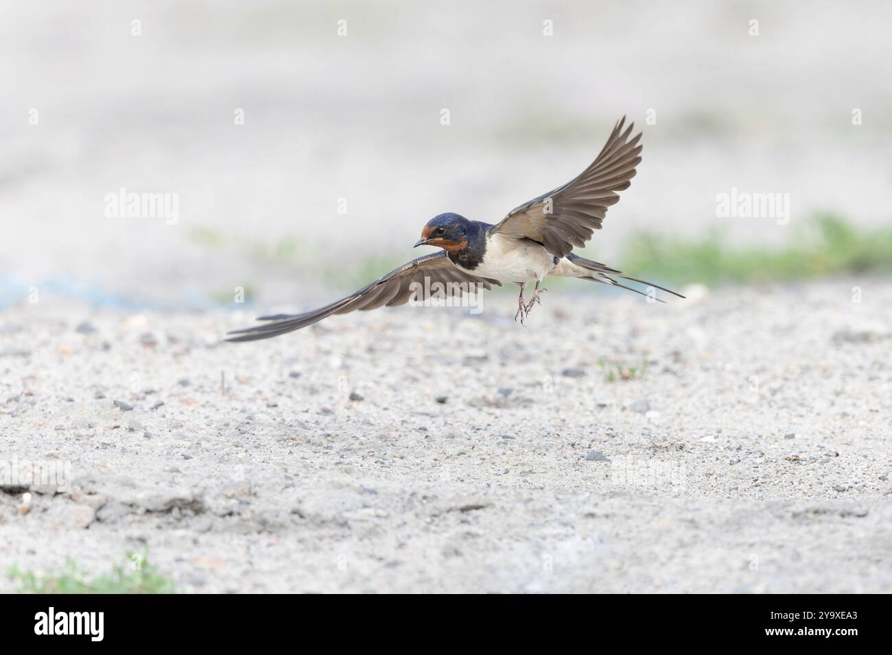 barn swallow (Hirundo rustica) in flight Stock Photo - Alamy