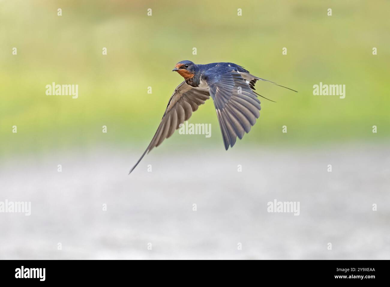 barn swallow (Hirundo rustica) in flight Stock Photo - Alamy