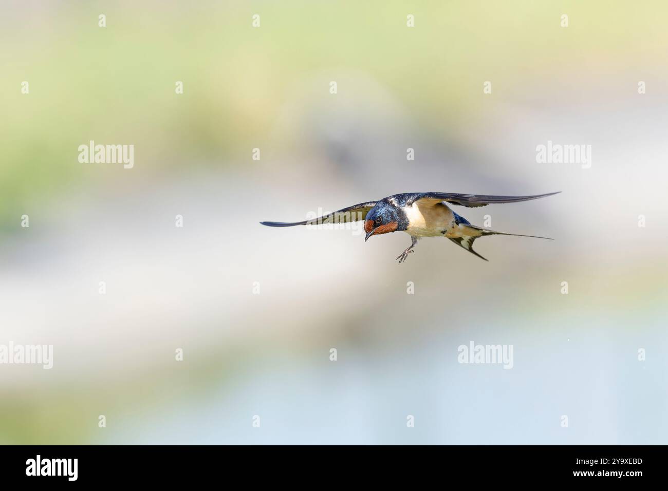 Barn swallows in flight hi-res stock photography and images - Alamy