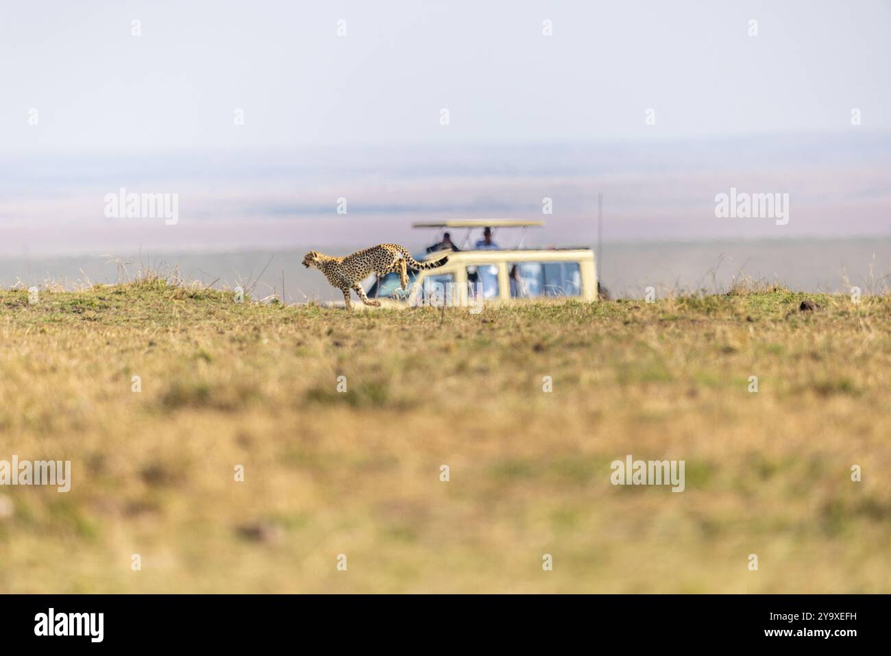 A cheetah speeds across the African savannah, illustrating the ...
