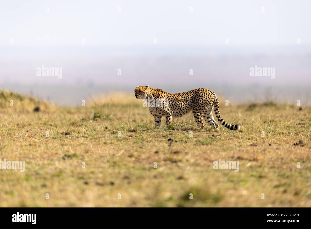 A majestic cheetah stands alert on the African savanna, showcasing its ...