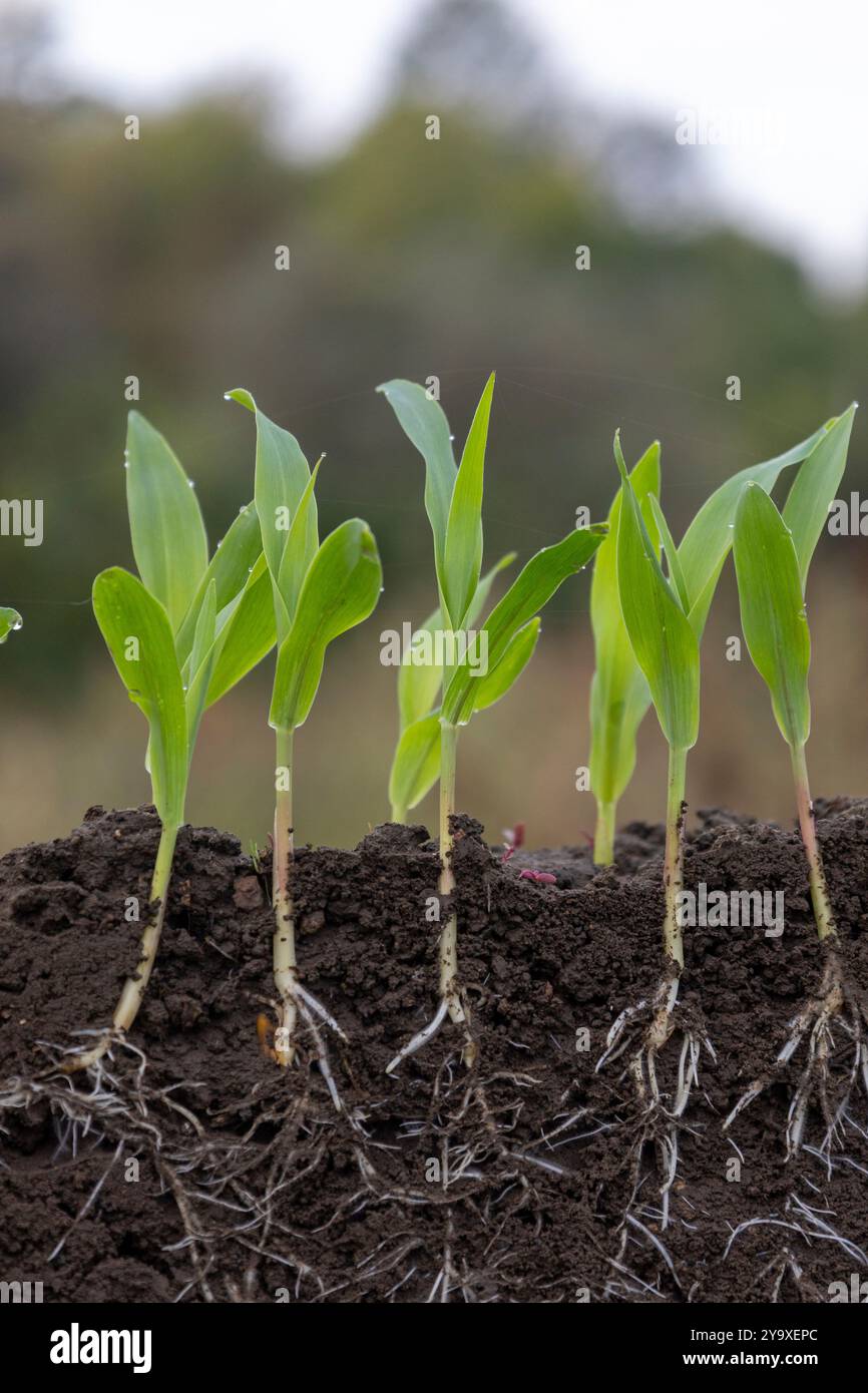 young corn plants in soil with roots Stock Photo - Alamy