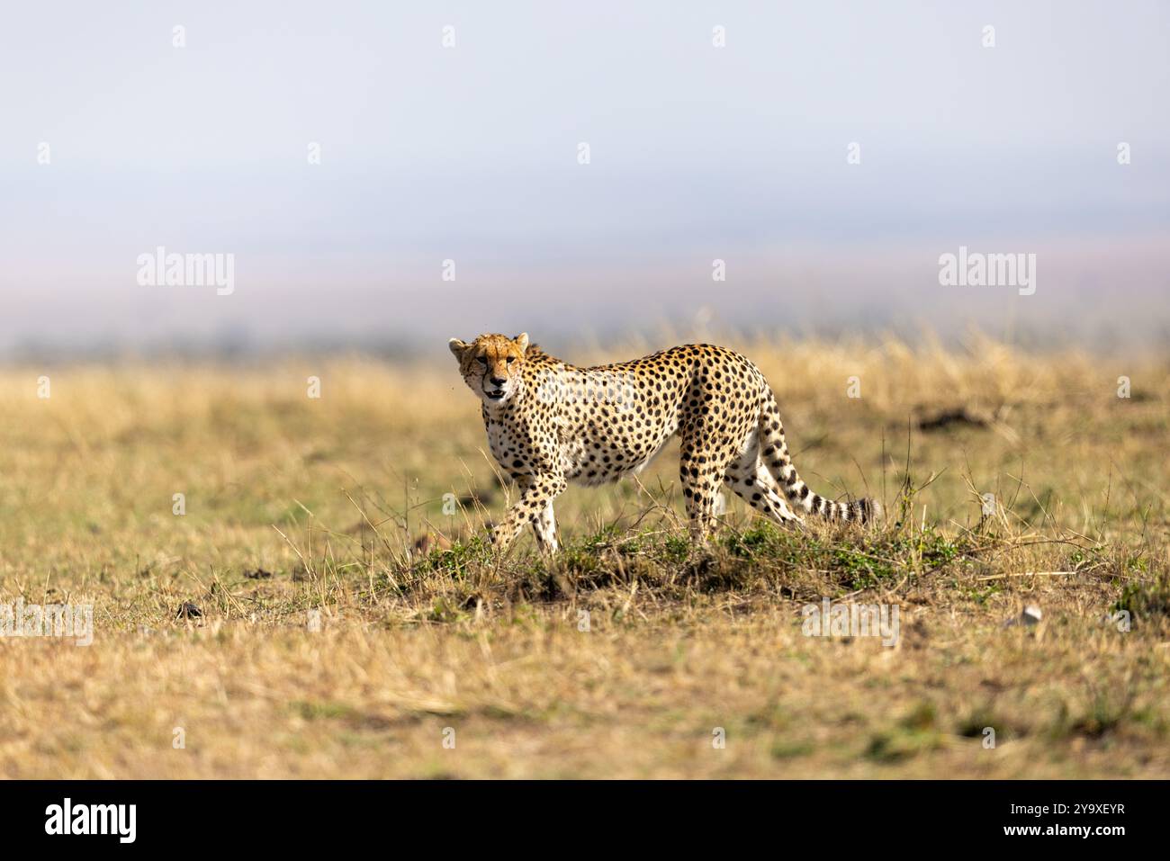 A stunning cheetah gracefully walks across an expansive savannah ...