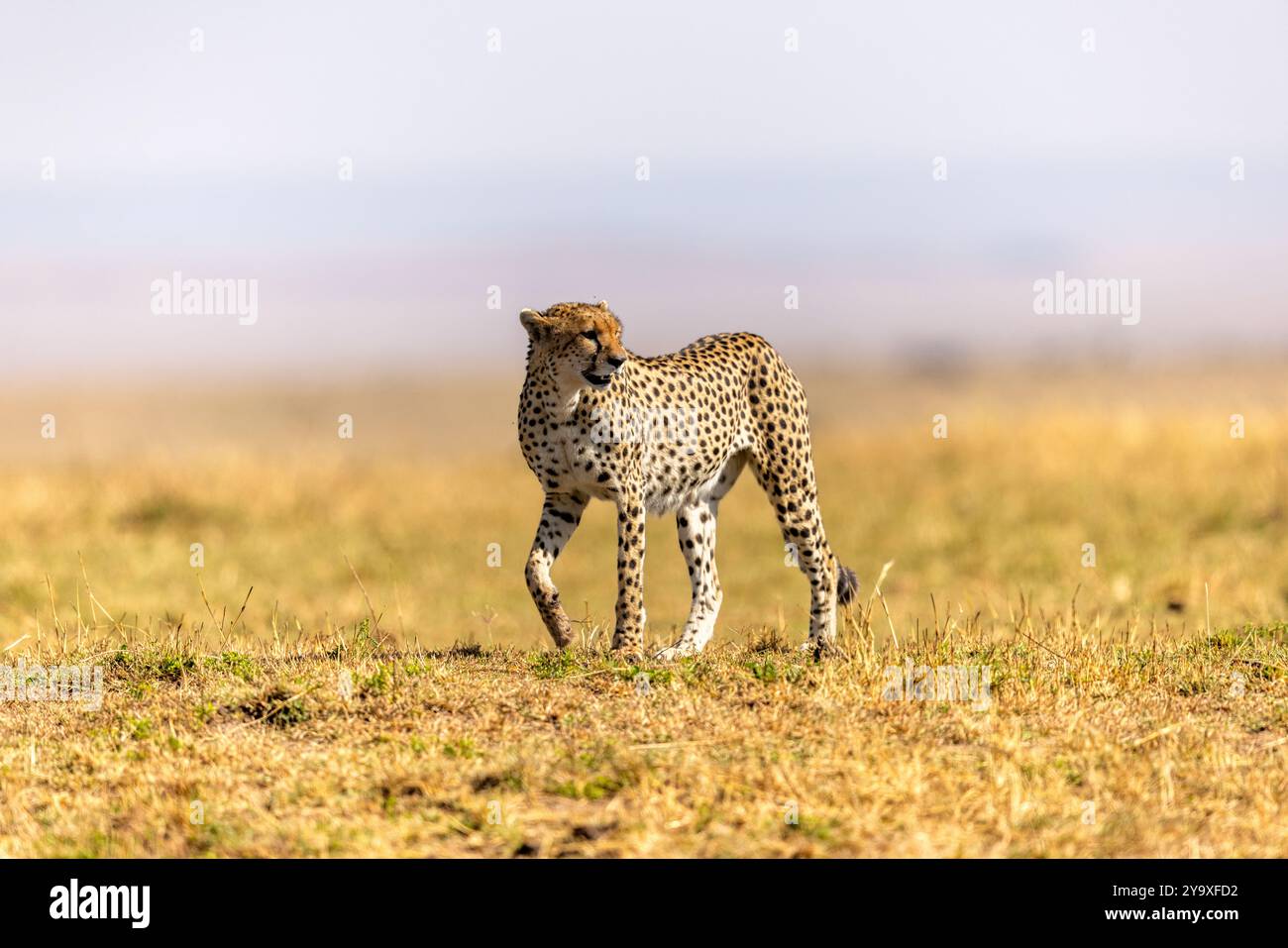 A graceful cheetah walks across the golden plains of the African ...