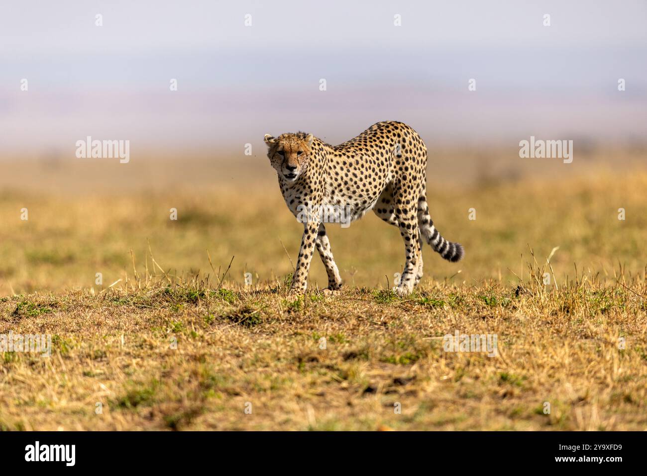 A serene cheetah gracefully walks across the golden plains of the ...