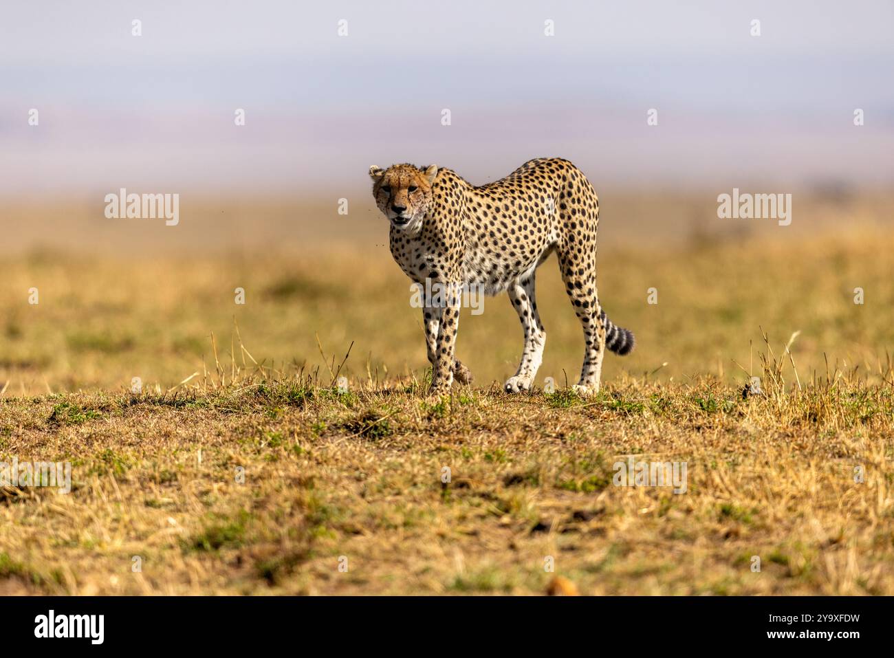 A graceful cheetah confidently roams the sun-drenched African savannah ...