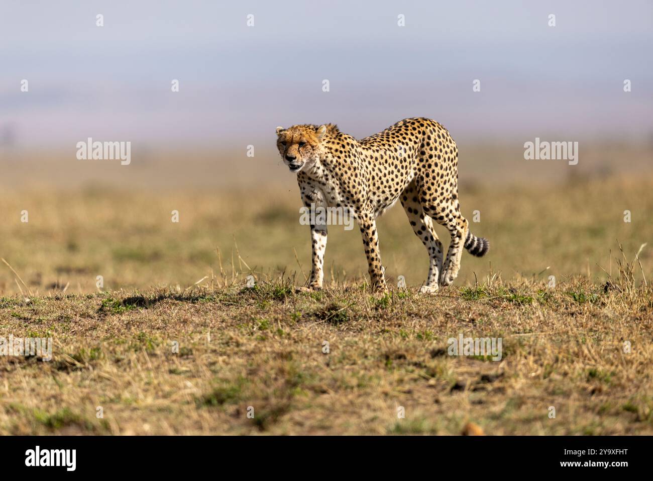 A majestic cheetah strolls confidently across the open savannah ...