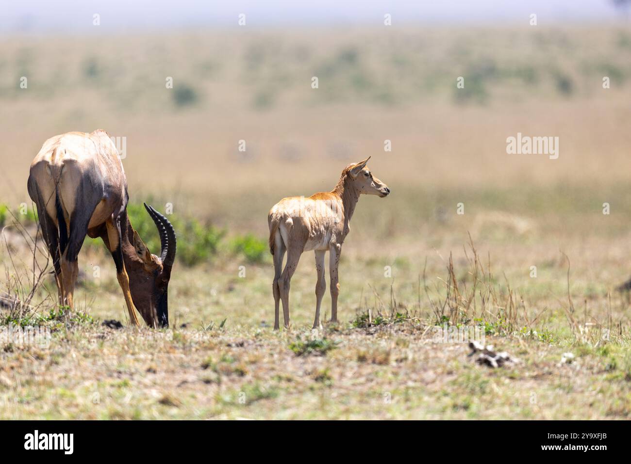 A serene scene of a mother antelope and her calf grazing in the vast ...