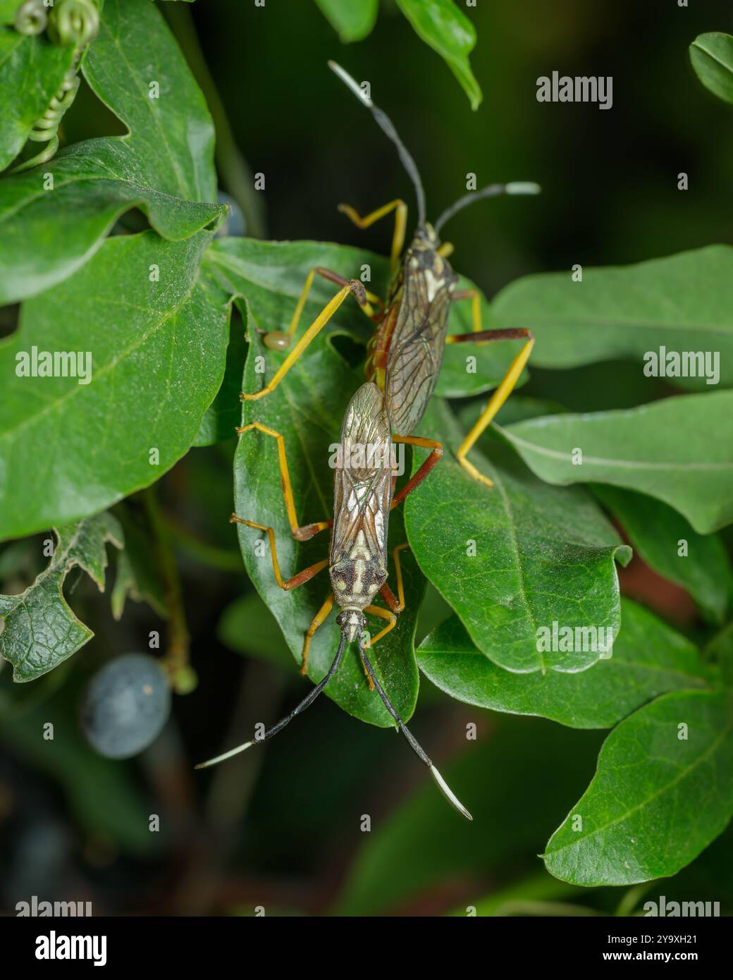 Two Mburucuya bugs mating (holhymenia histrio) on a Mburucuya plant ...