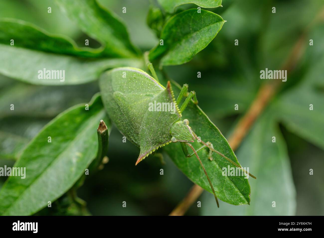 Green bug (Loxa deducta) on a plant Stock Photo - Alamy