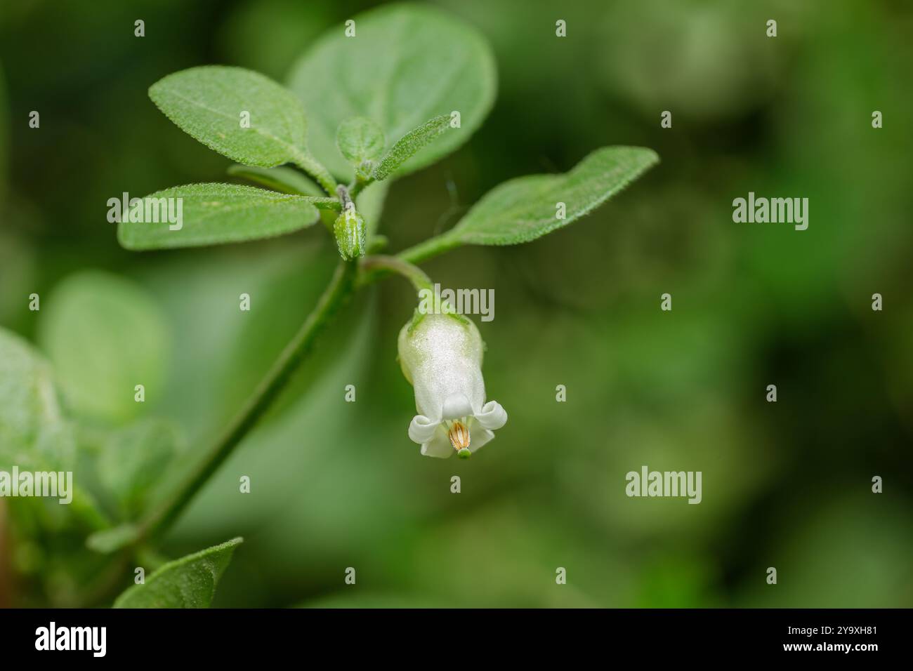 Macro photography of a cock's egg flower (Salpichroa origanifolia Stock Photo - Alamy