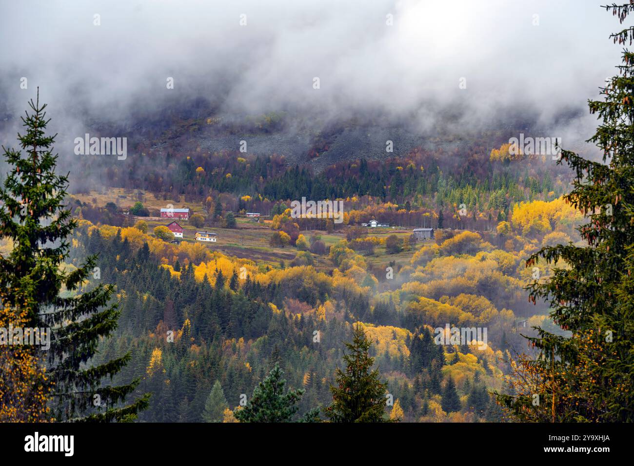 Fall foliage at Åmli (Valle, Setesdal, Agder), southern Norway in mid ...