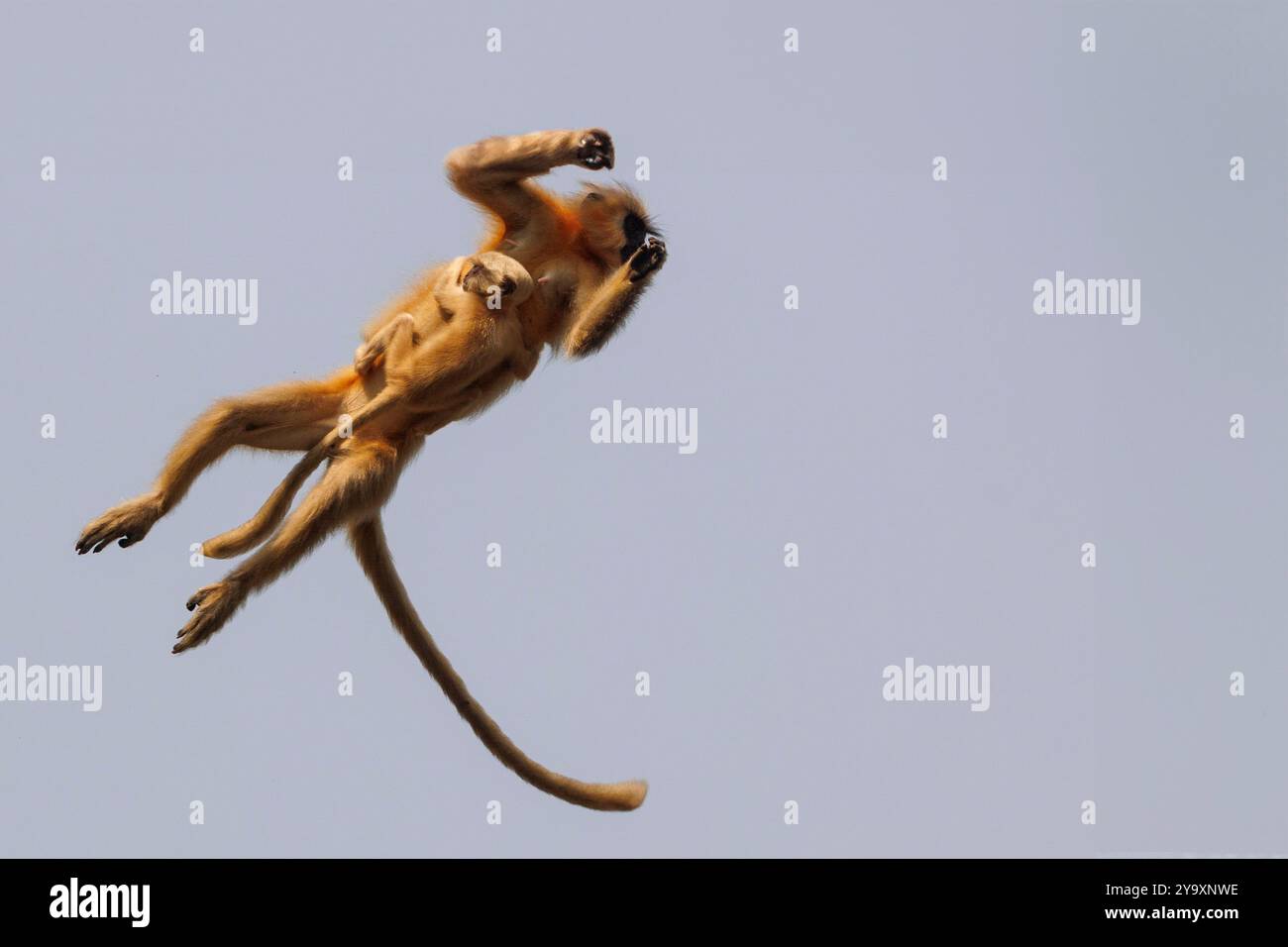 India, Assam, Manas National Park, golden langur, or Gee's ...