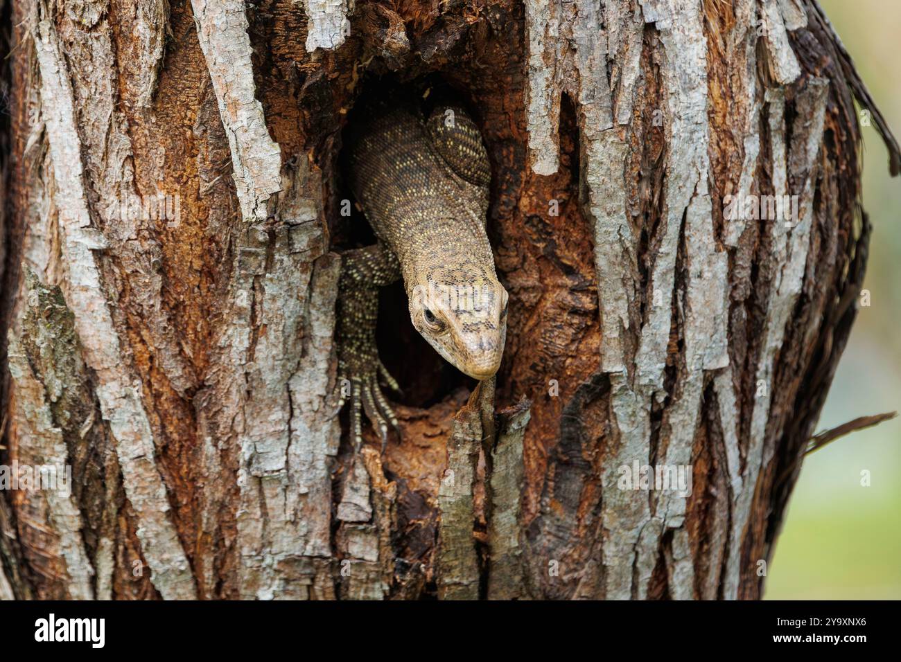 India, Assam, Manas National Park, Bengal Varan, Varanus bengalensis ...