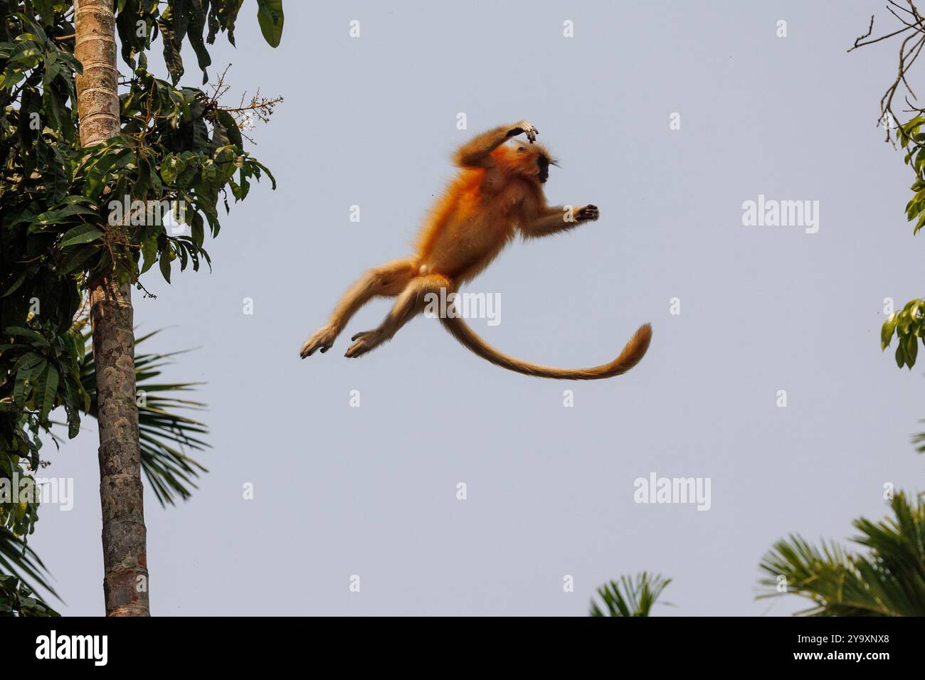 India, Assam, Manas National Park, golden langur, or Gee's ...