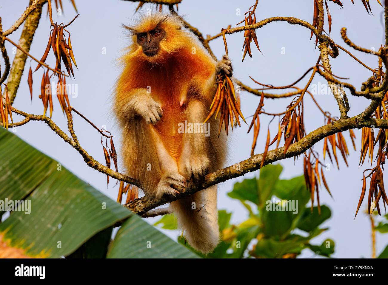 India, Assam, Manas National Park, golden langur, or Gee's ...