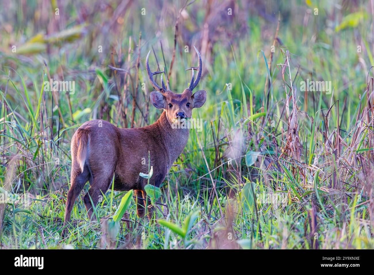 India, Assam, Manas National Park, Indian Hog Deer (Axis porcinus ...