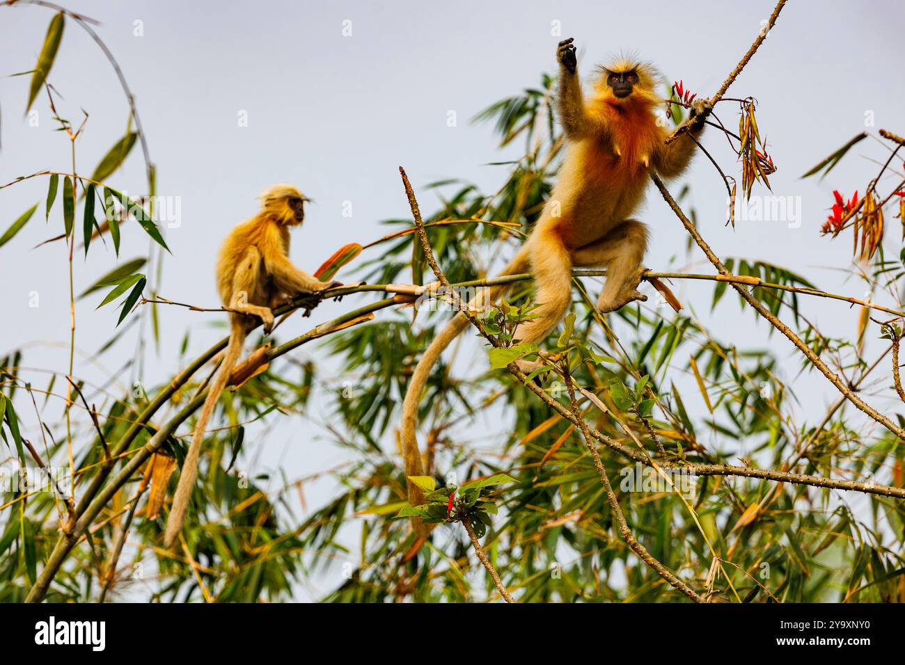 India, Assam, Manas National Park, golden langur, or Gee's ...