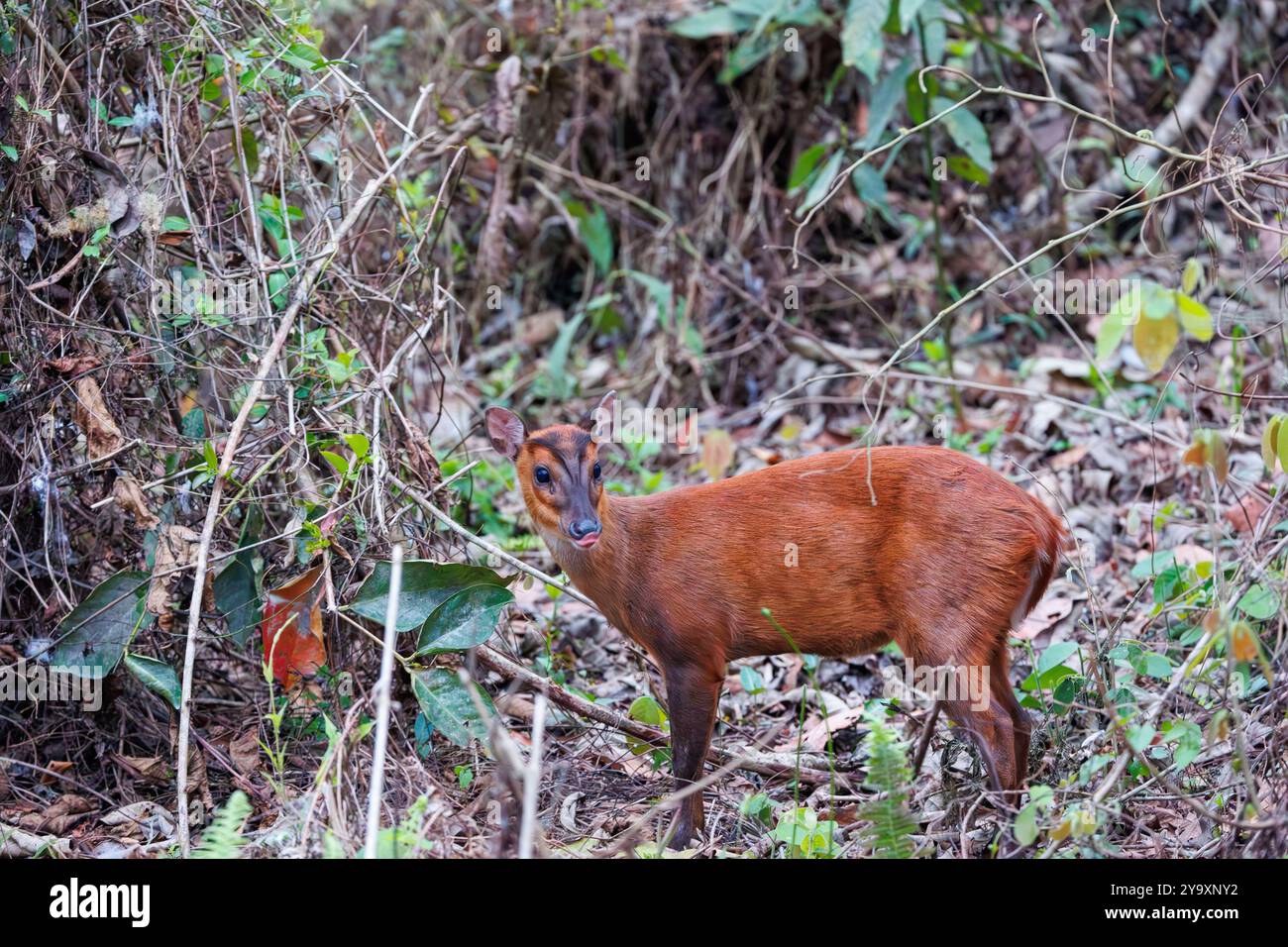India, Assam, Manas National Park, Indian Muntjac or Barking Deer ...