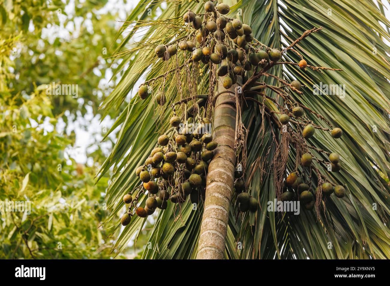 Palm tree areca hi-res stock photography and images - Alamy