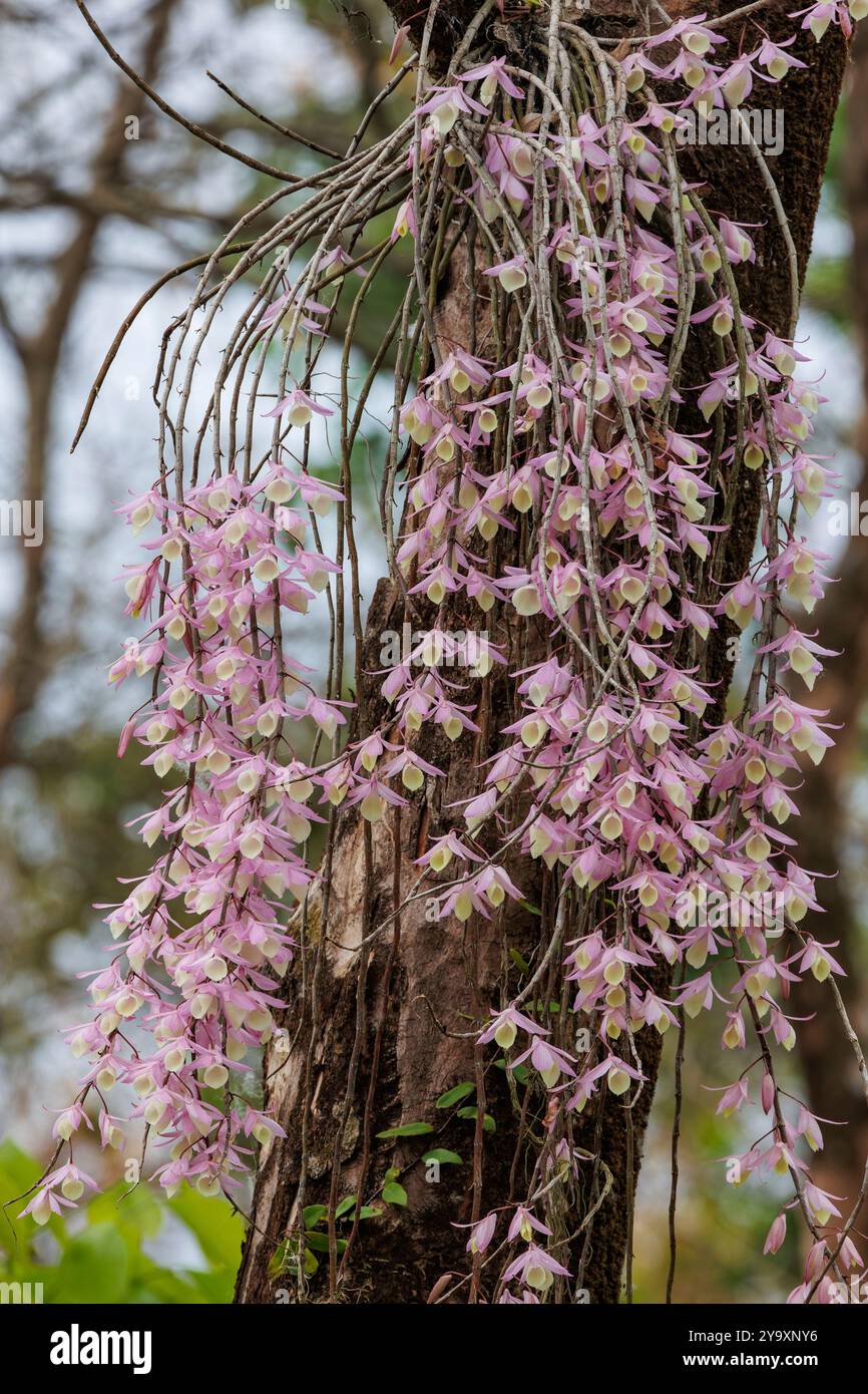 India, Assam, Manas National Park, Dendrobrium aphyllum, Orchid ...