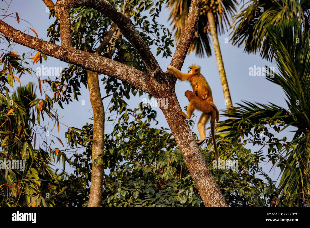 India, Assam, Manas National Park, golden langur, or Gee's ...